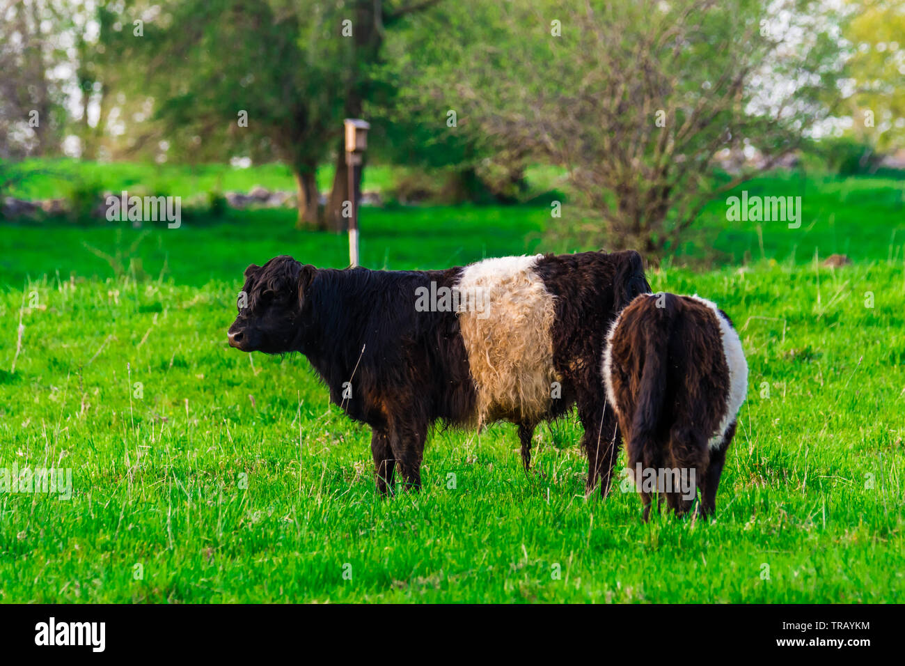 Cattle on green pasture Stock Photo - Alamy