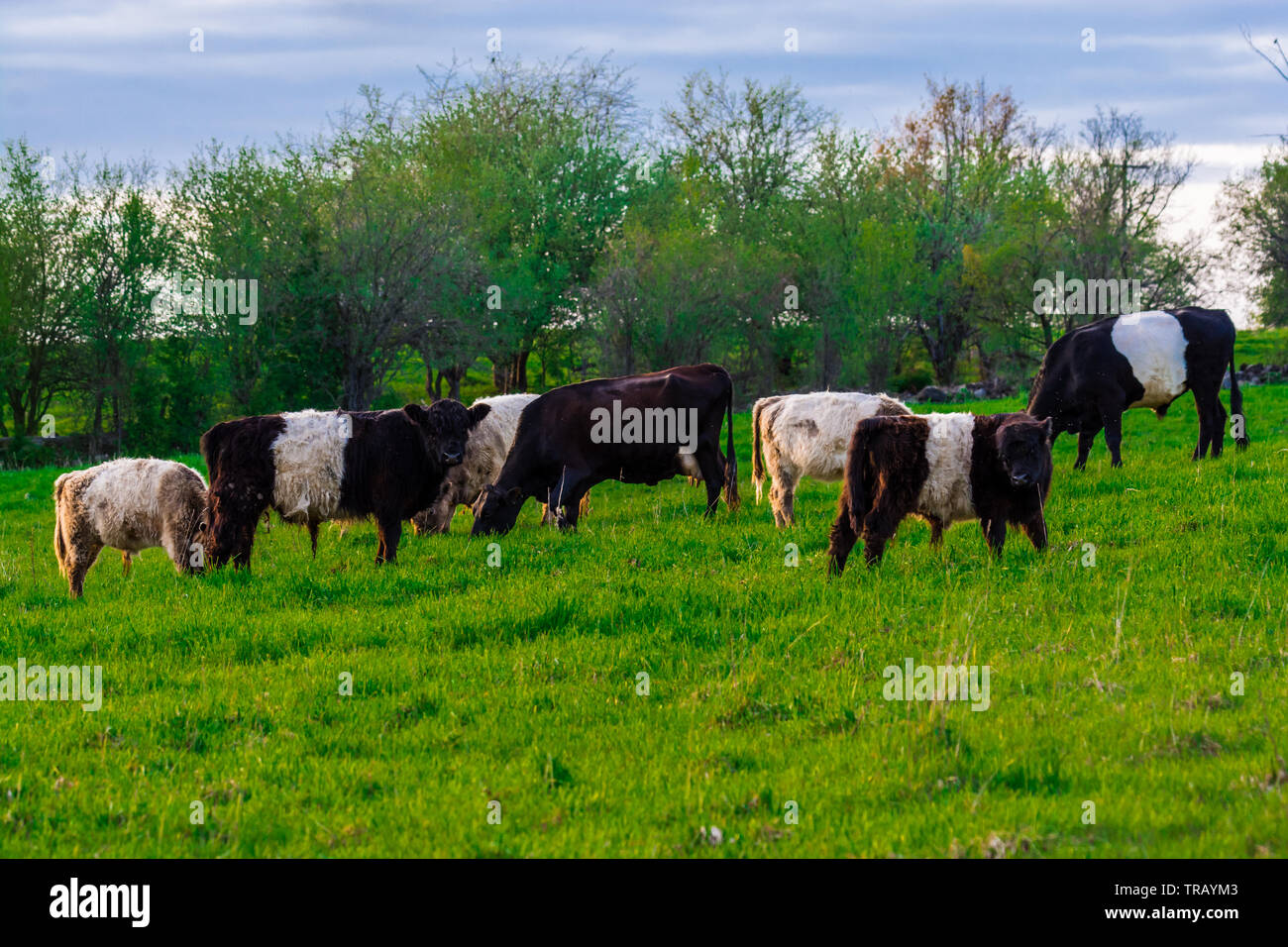 Close up cattle hi-res stock photography and images - Alamy