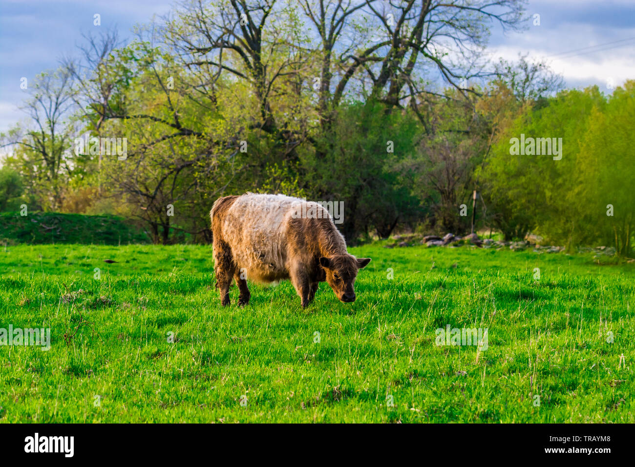 Cattle on green pasture Stock Photo - Alamy