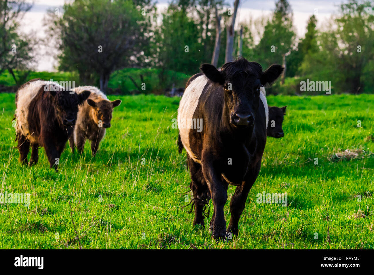 Cattle on green pasture Stock Photo - Alamy