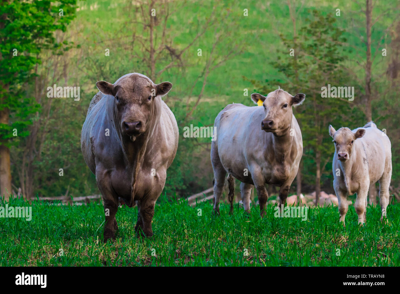 Cattle on green pasture Stock Photo - Alamy