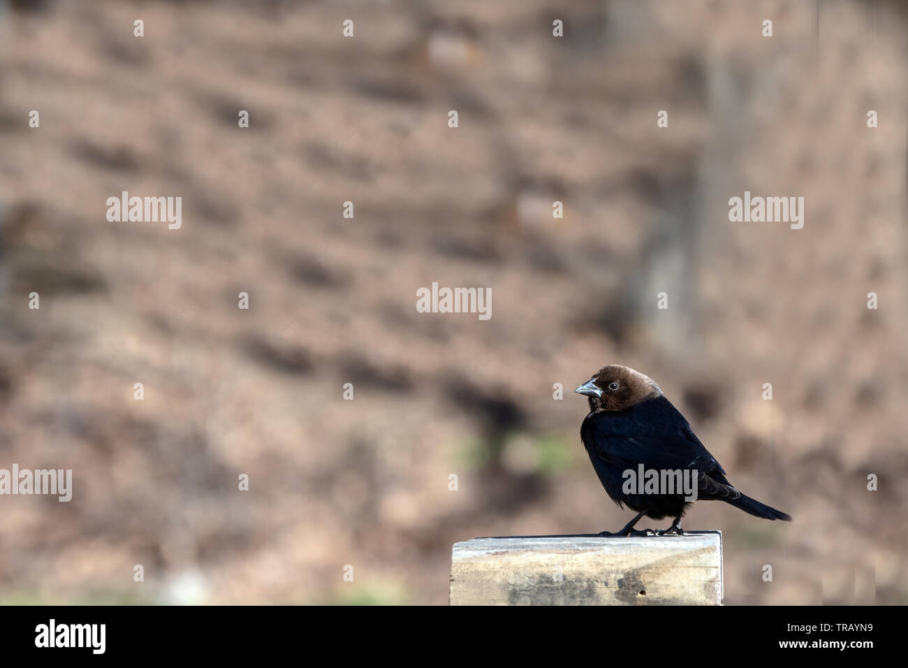 A male brown headed cowbird standing on a wooden post makes a pretty ...