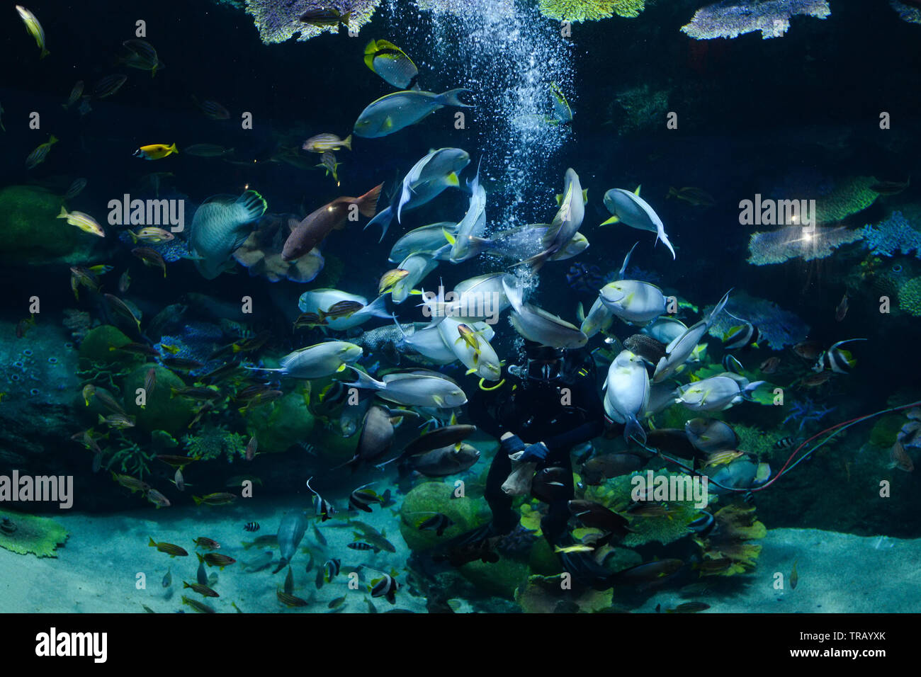 Shark Eating People High Resolution Stock Photography and Images - Alamy