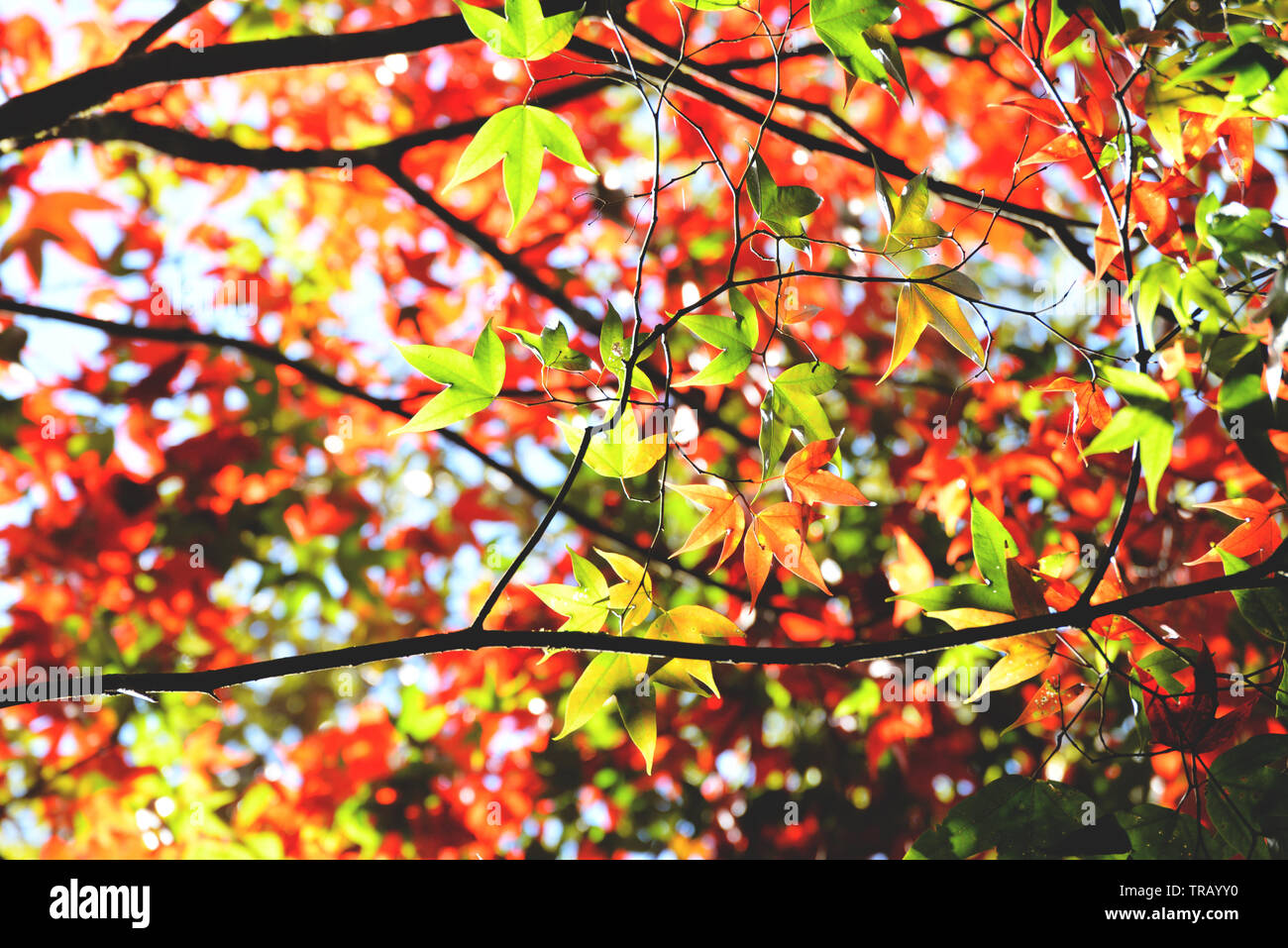 Maple tree colorful season autumn in the forest with green and red ...