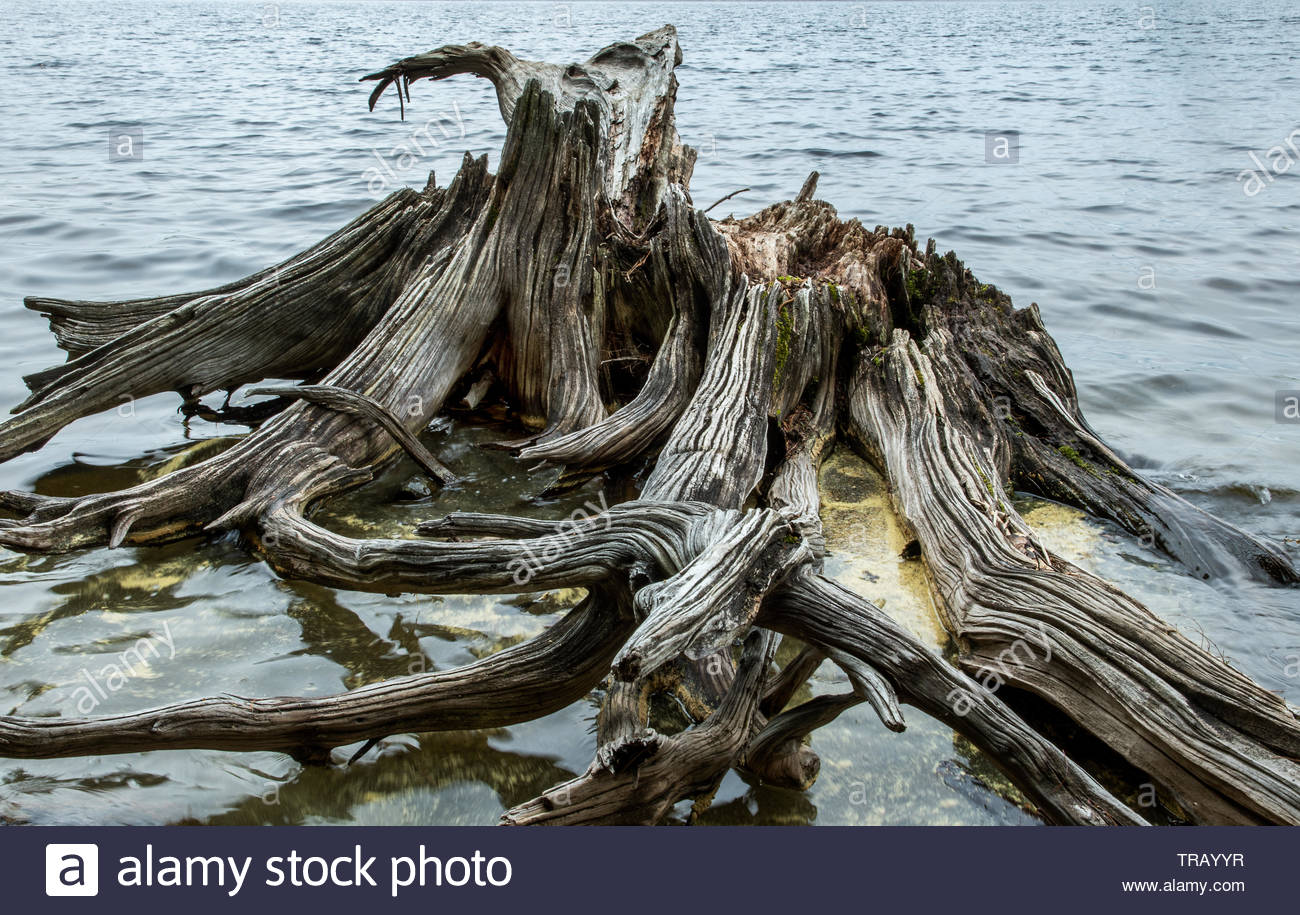Tree Stump In Water High Resolution Stock Photography and Images - Alamy