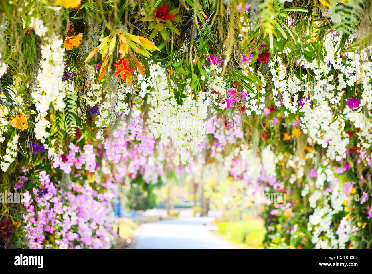 Orchid garden / Tropical plant beautiful flower in the spring summer ...