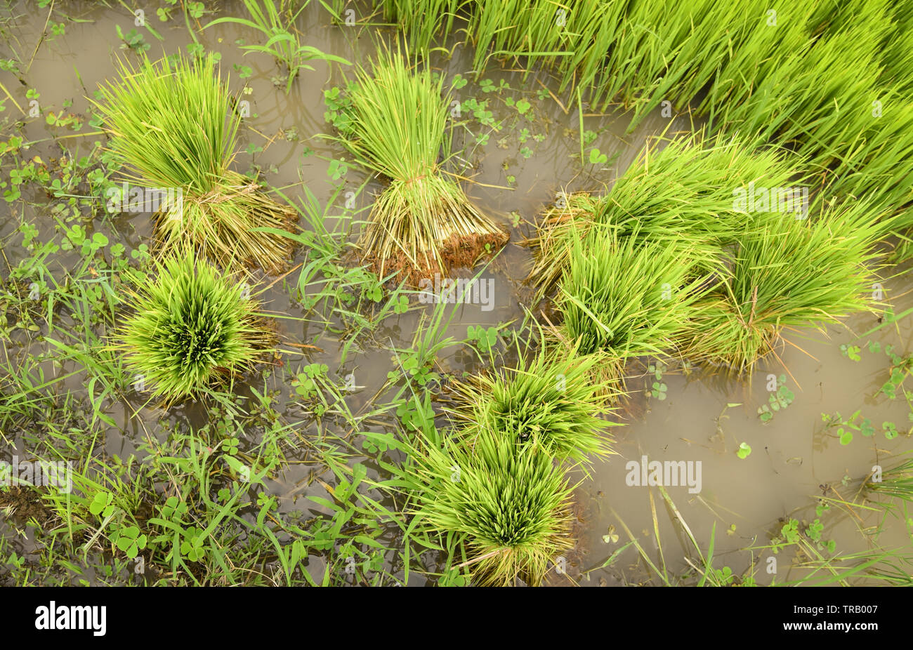 Seedlings of rice to plant in the farmland prepared for cultivation ...