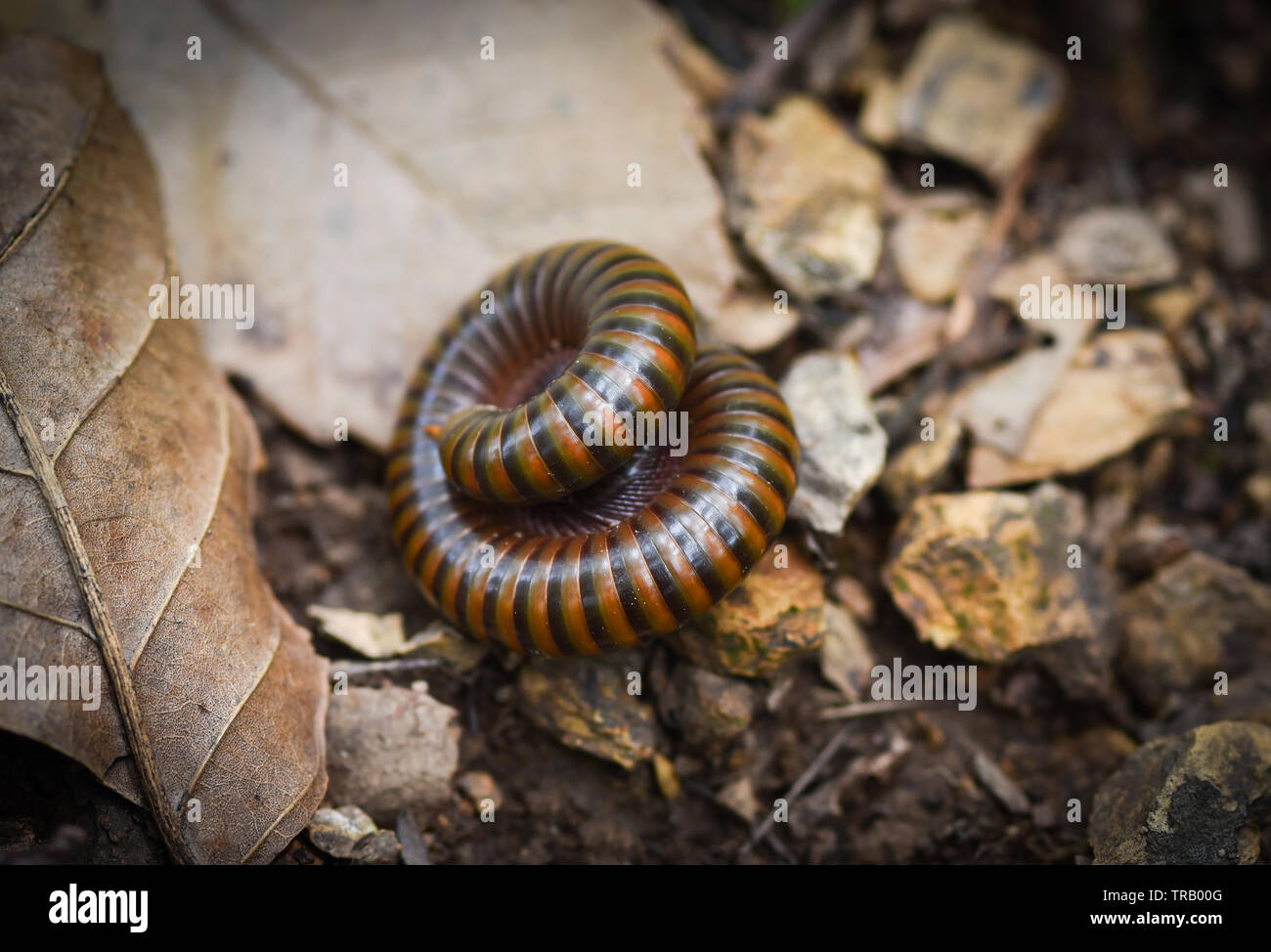 Millipede coiled animal insect in the wildlife on ground Stock Photo ...