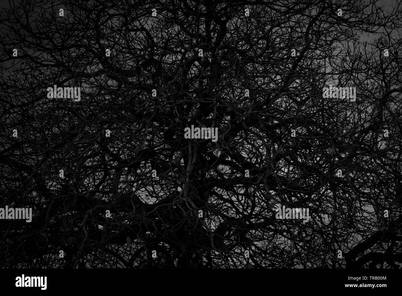 Dead tree and branch on white background. Black branches of tree ...