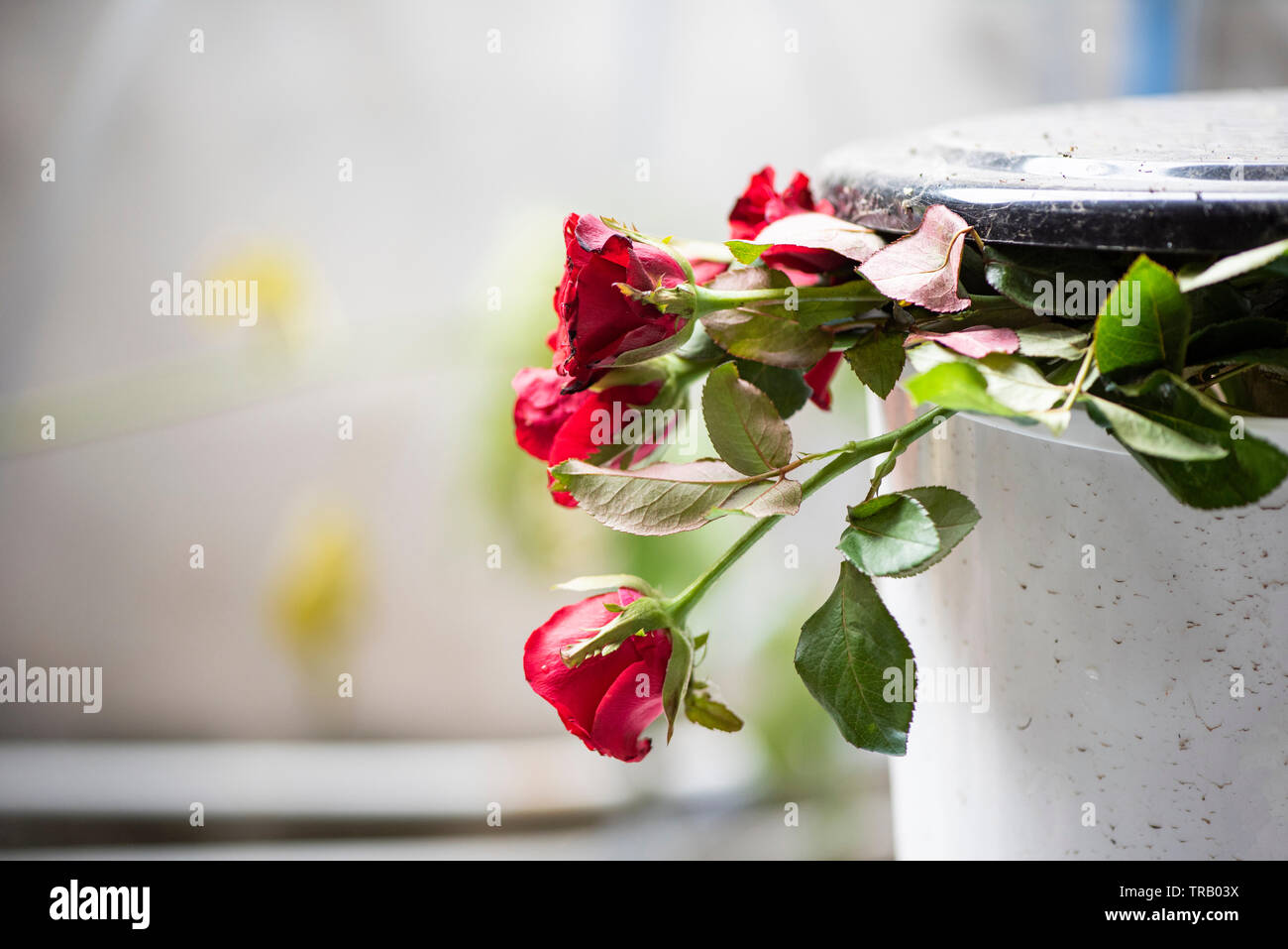 old roses on rubbish bin / break my heart dumped red roses Stock Photo ...