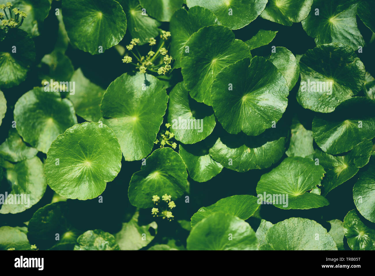 Centella asiatica leaves green nature leaf medical herb in the garden ...