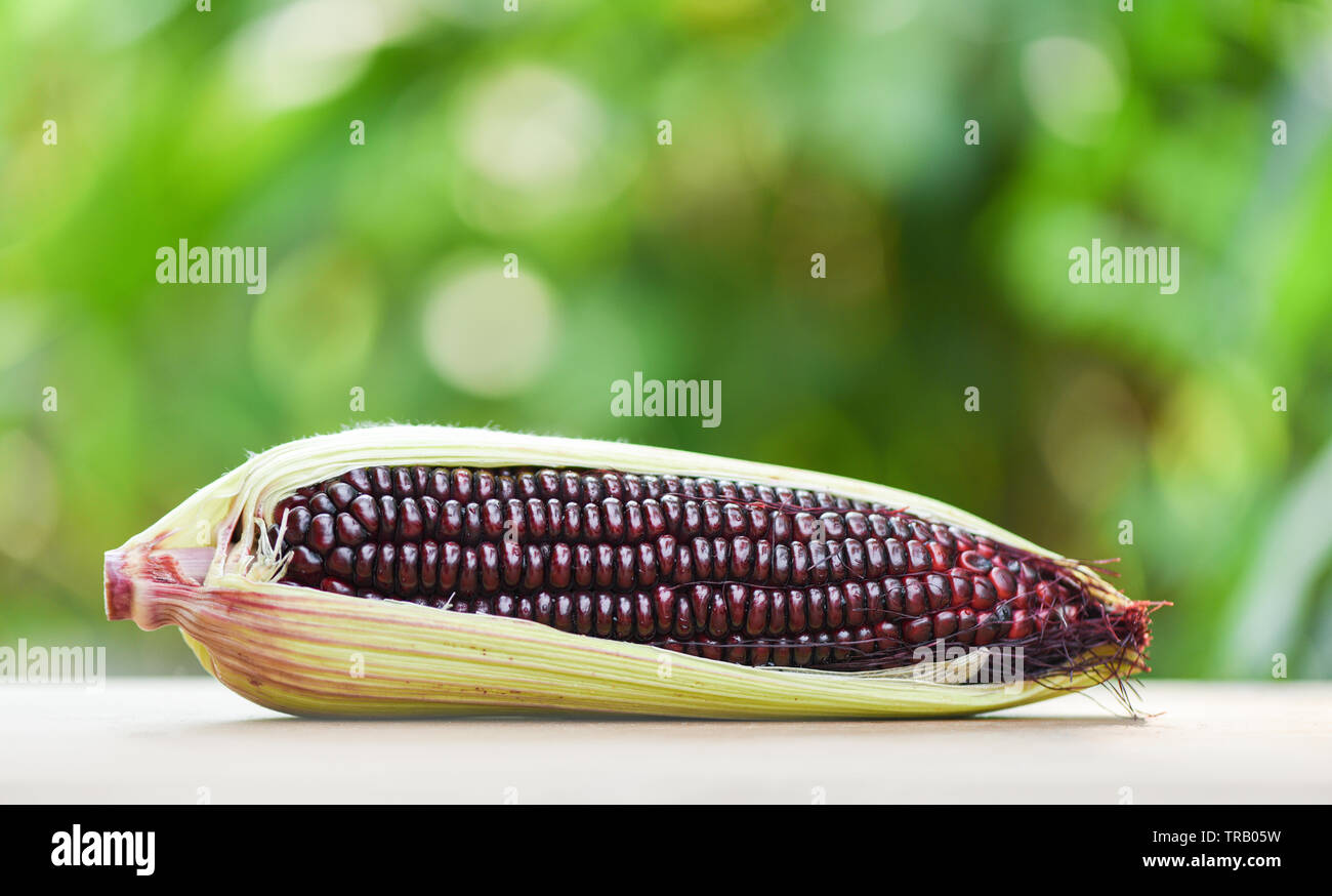 Purple corn fresh on cob on wooden and nature green background / Siam ...