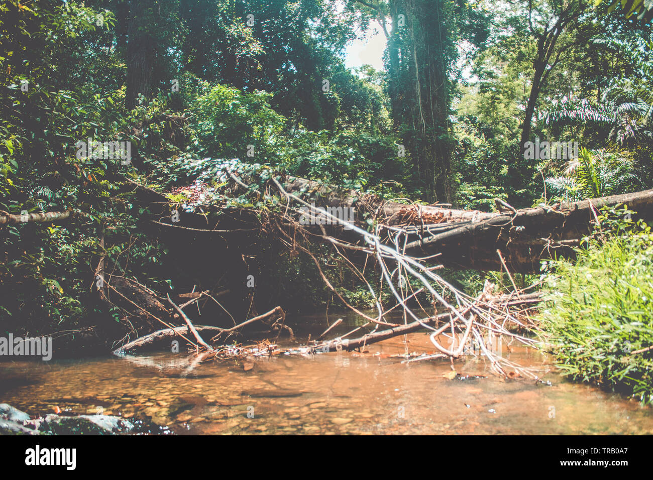 Bridge to terabithia hi-res stock photography and images - Alamy