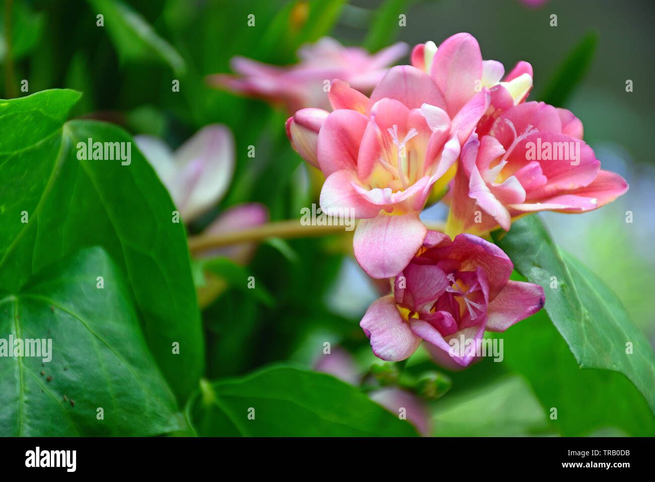 Pink freesia hi-res stock photography and images - Alamy