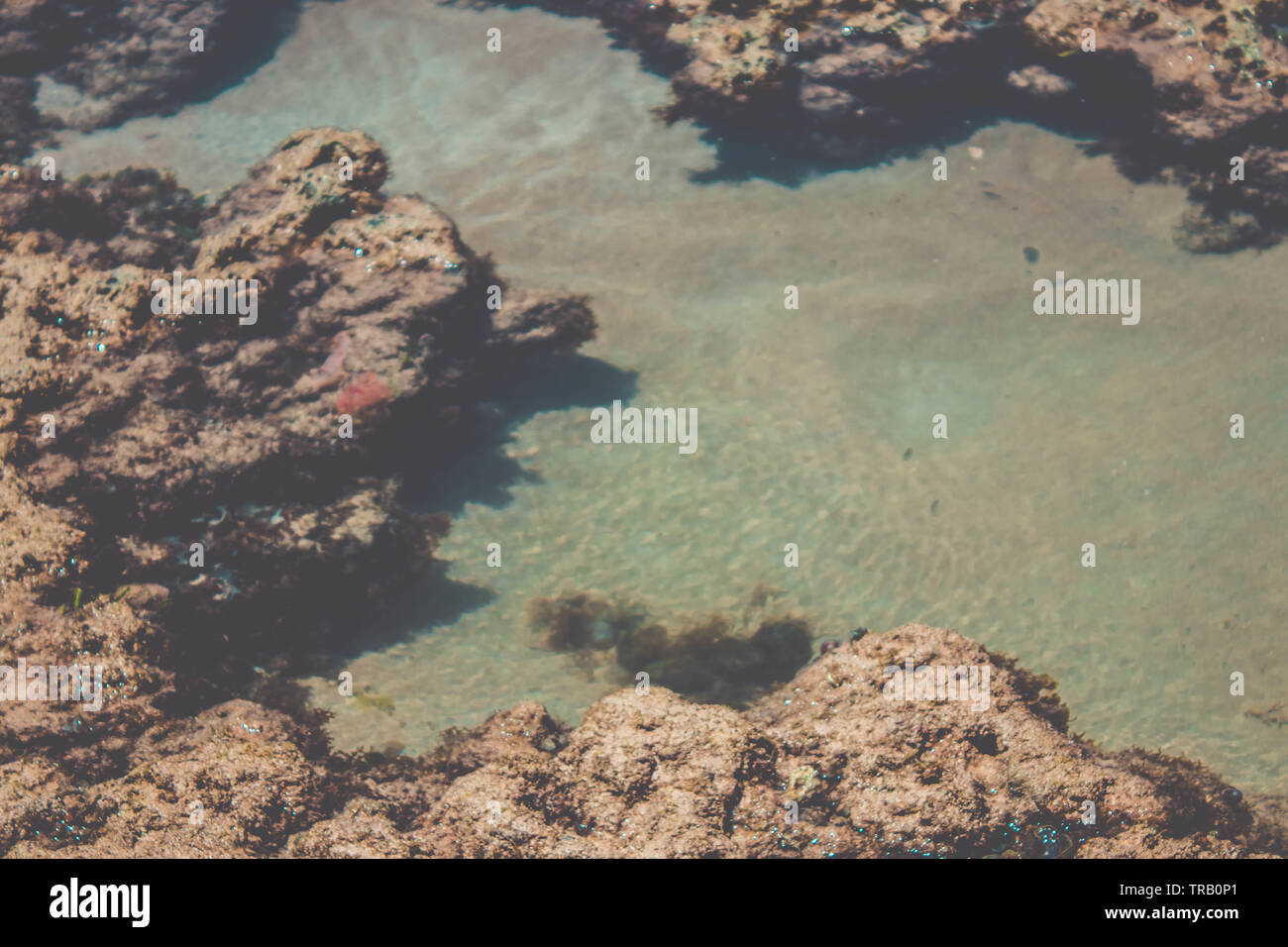 small fish in shallow water. seaweed on beach Stock Photo - Alamy