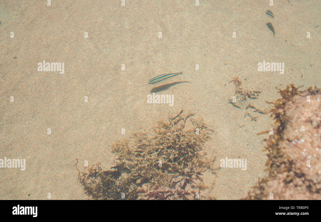 small fish in shallow water. seaweed on beach Stock Photo - Alamy