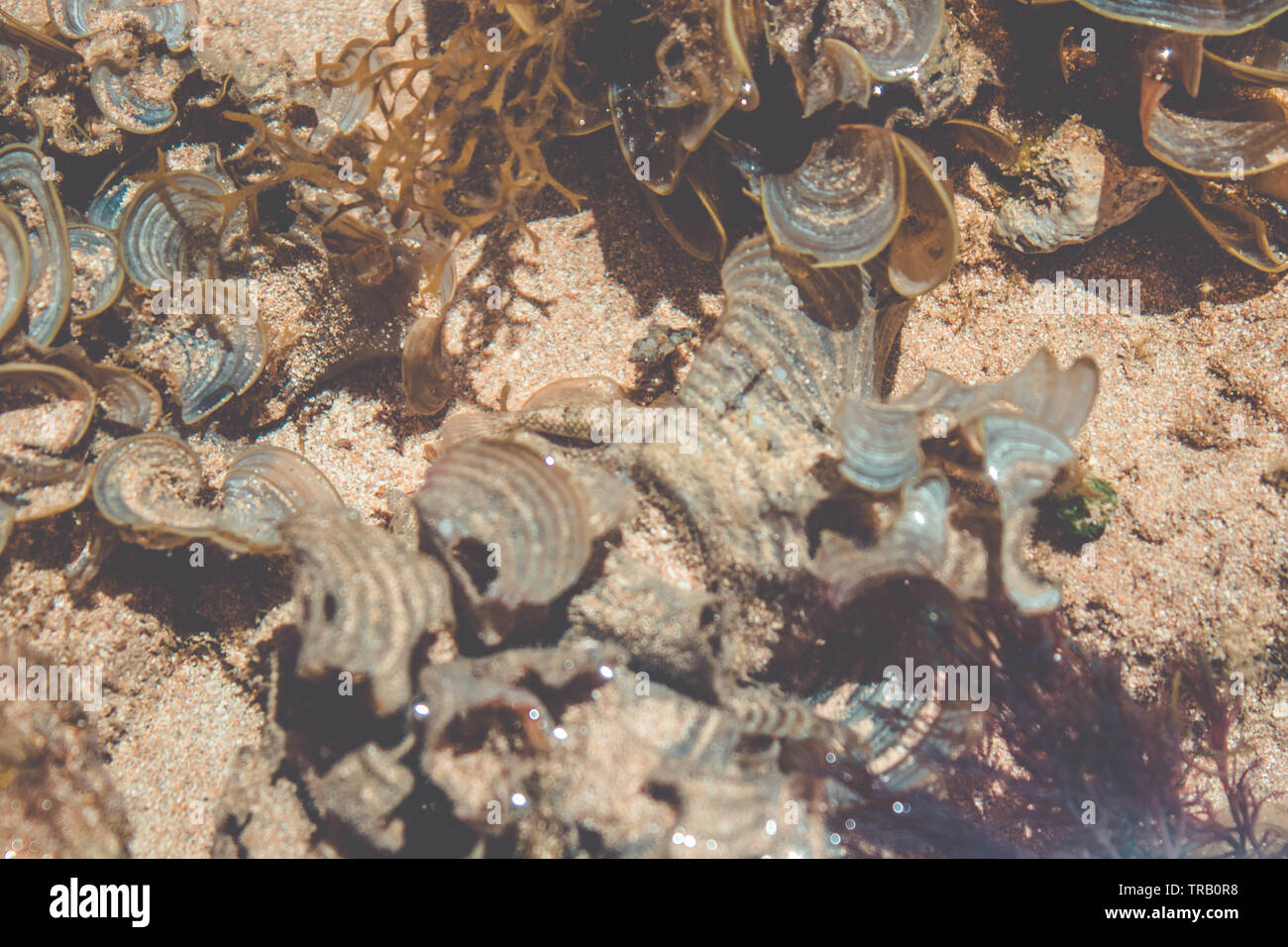 Fishes in coast water hi-res stock photography and images - Alamy