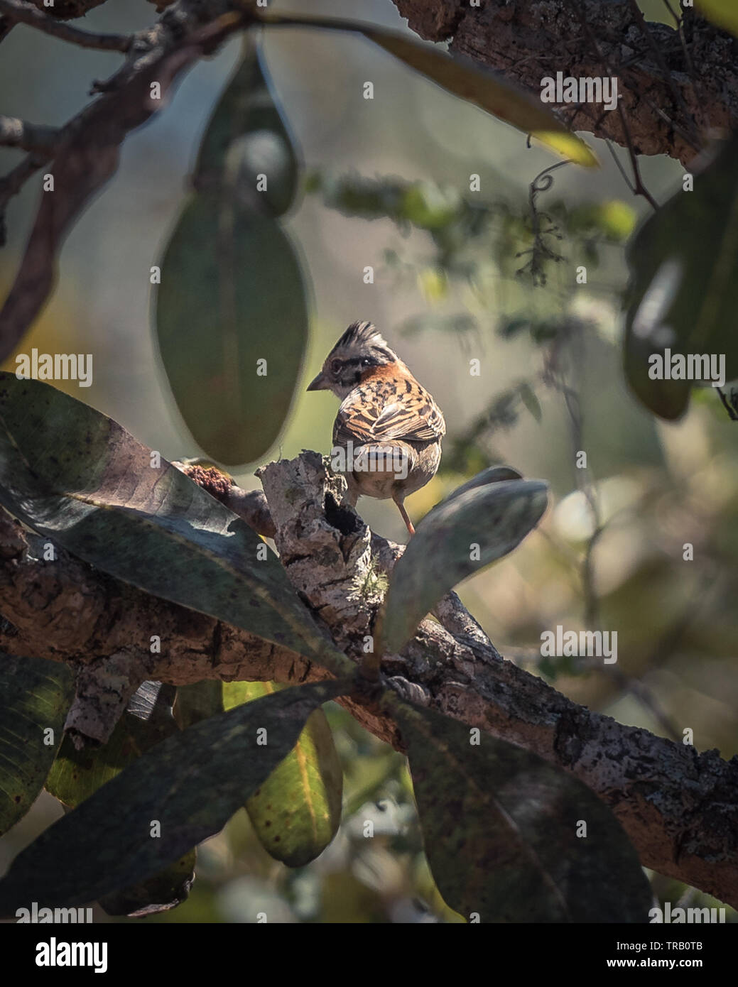 cute little bird backwards Stock Photo - Alamy