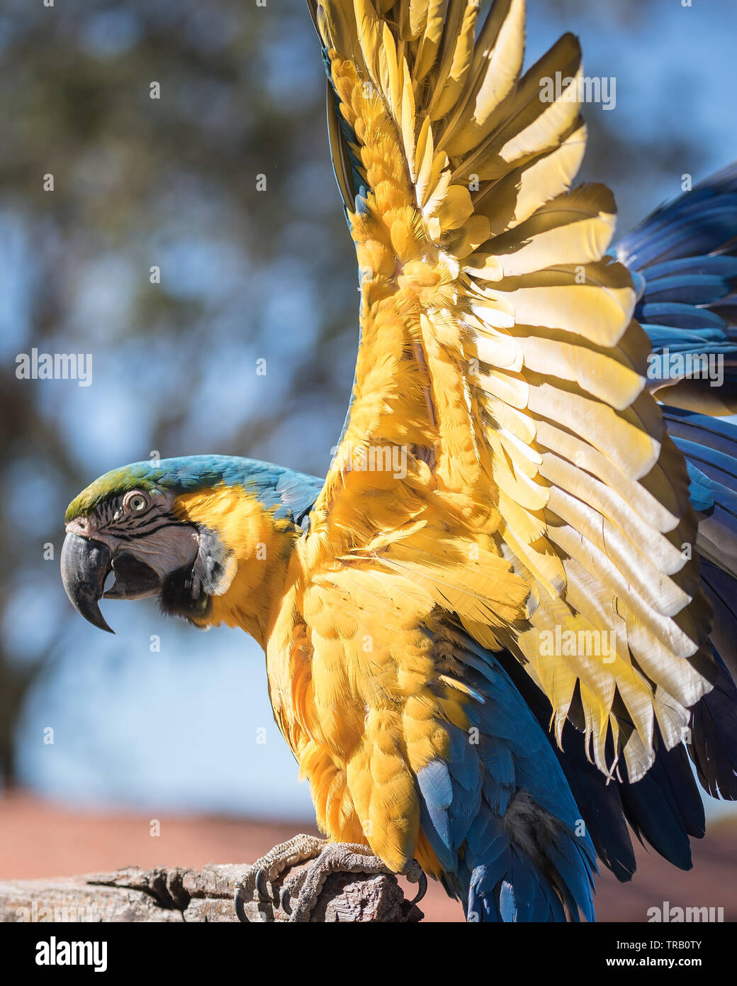 Parrot pic hi-res stock photography and images - Alamy