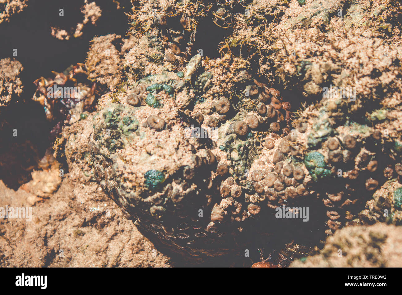 Dead coral reef hi-res stock photography and images - Alamy