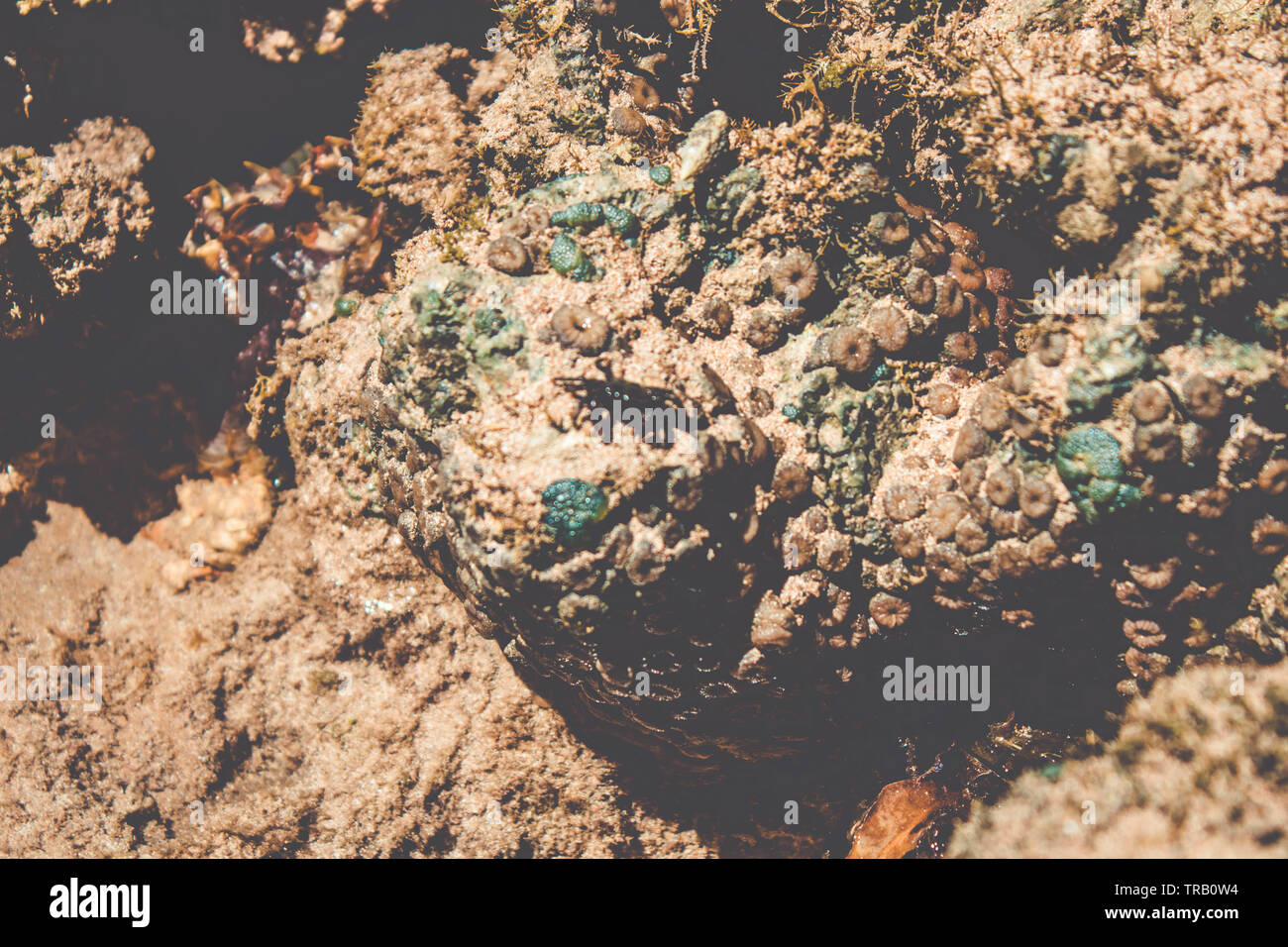 Dead coral reef hi-res stock photography and images - Alamy