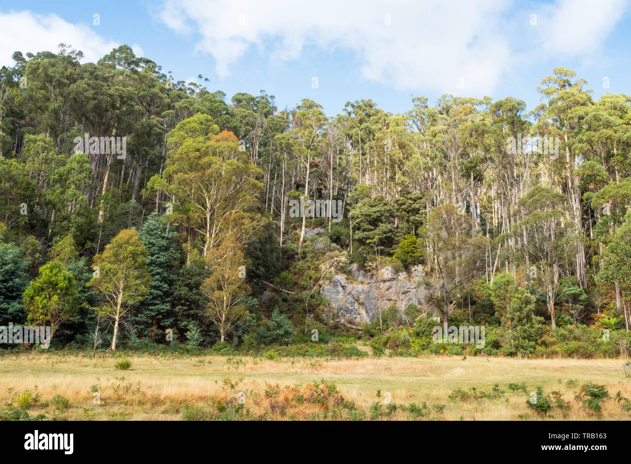Indigenous forest near Mole Creek, a town in the central north of ...