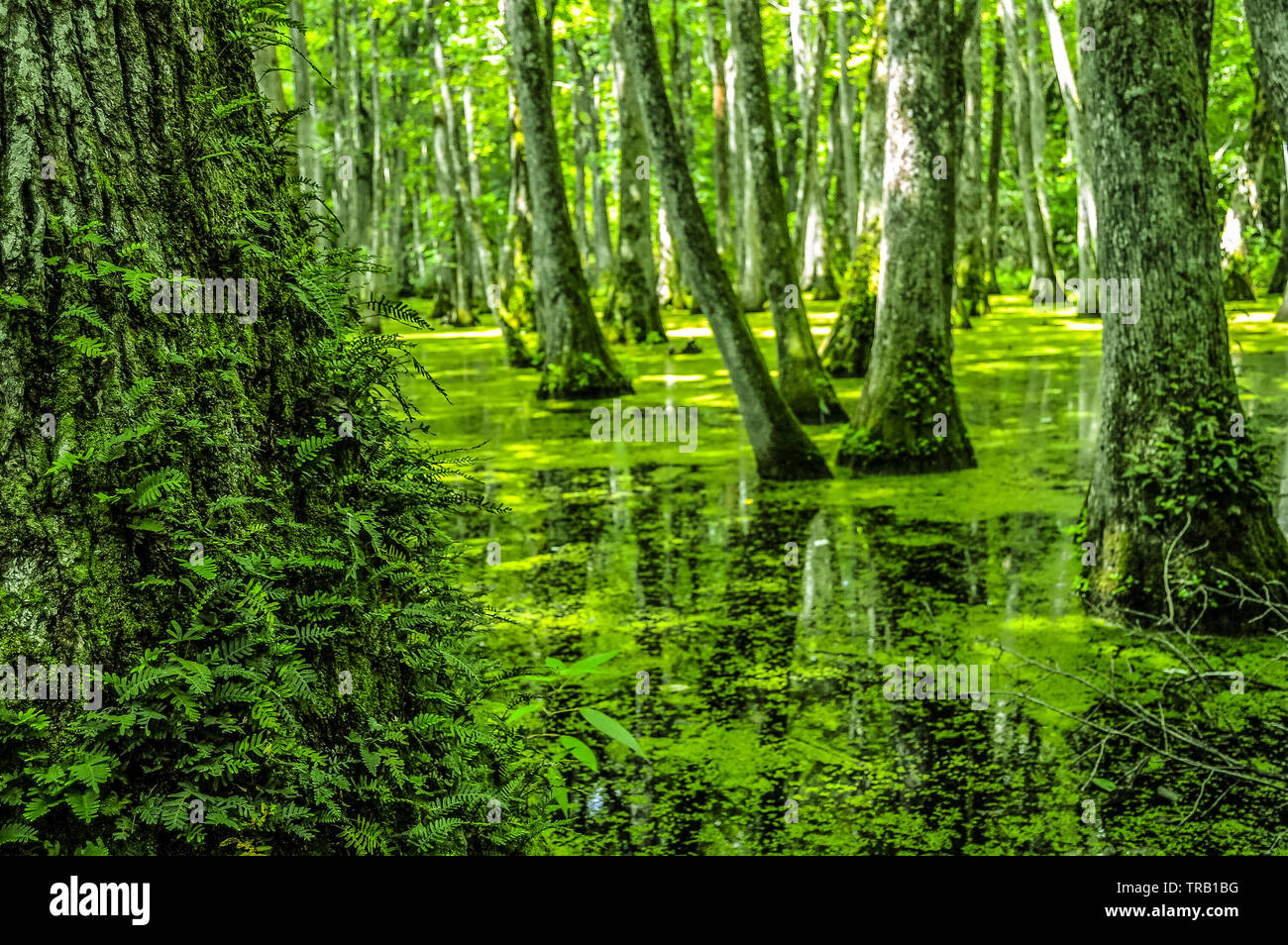 Mississippi florida hi-res stock photography and images - Alamy