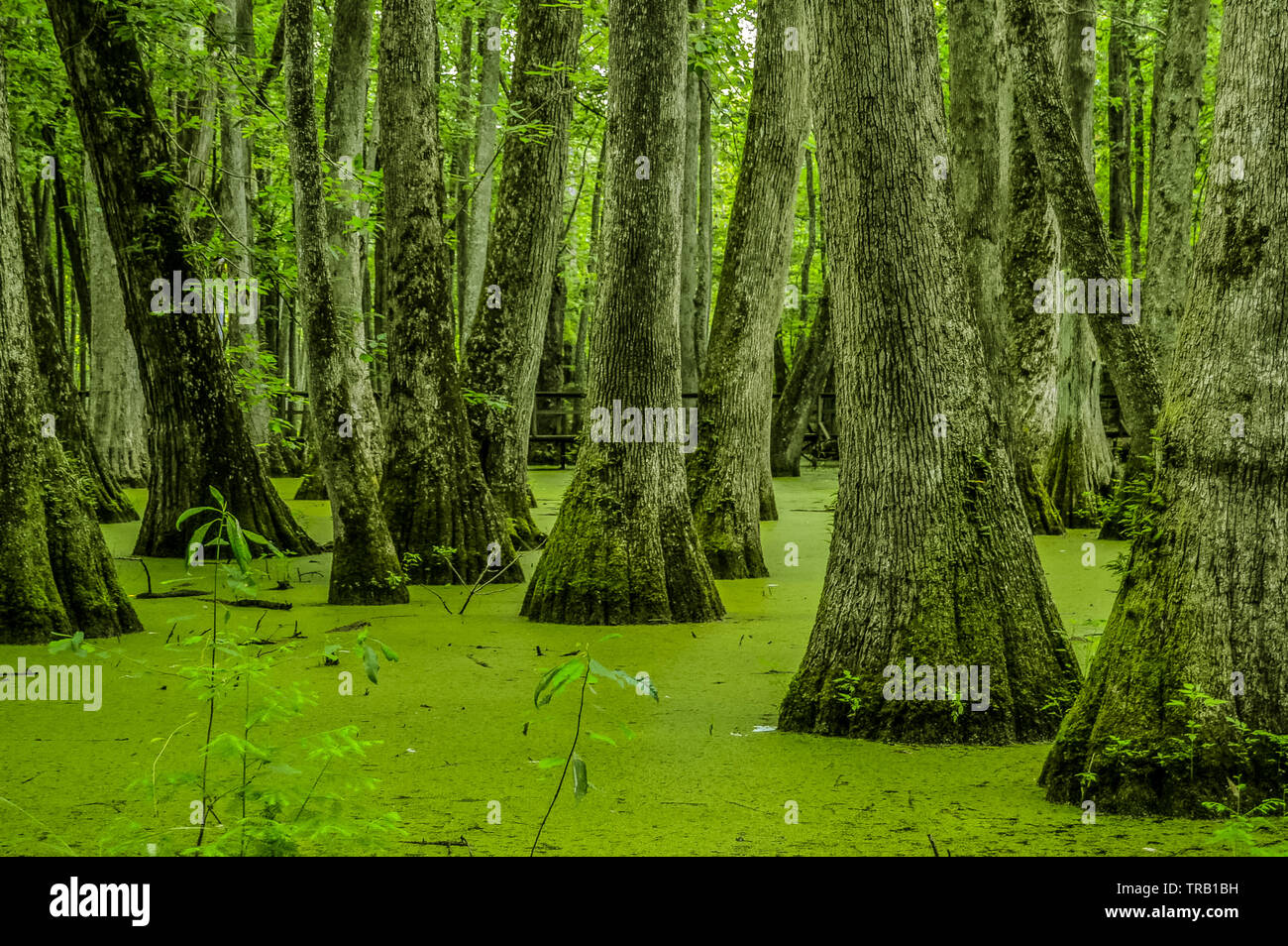 Cypress swamp pond tree natchez hi-res stock photography and images - Alamy