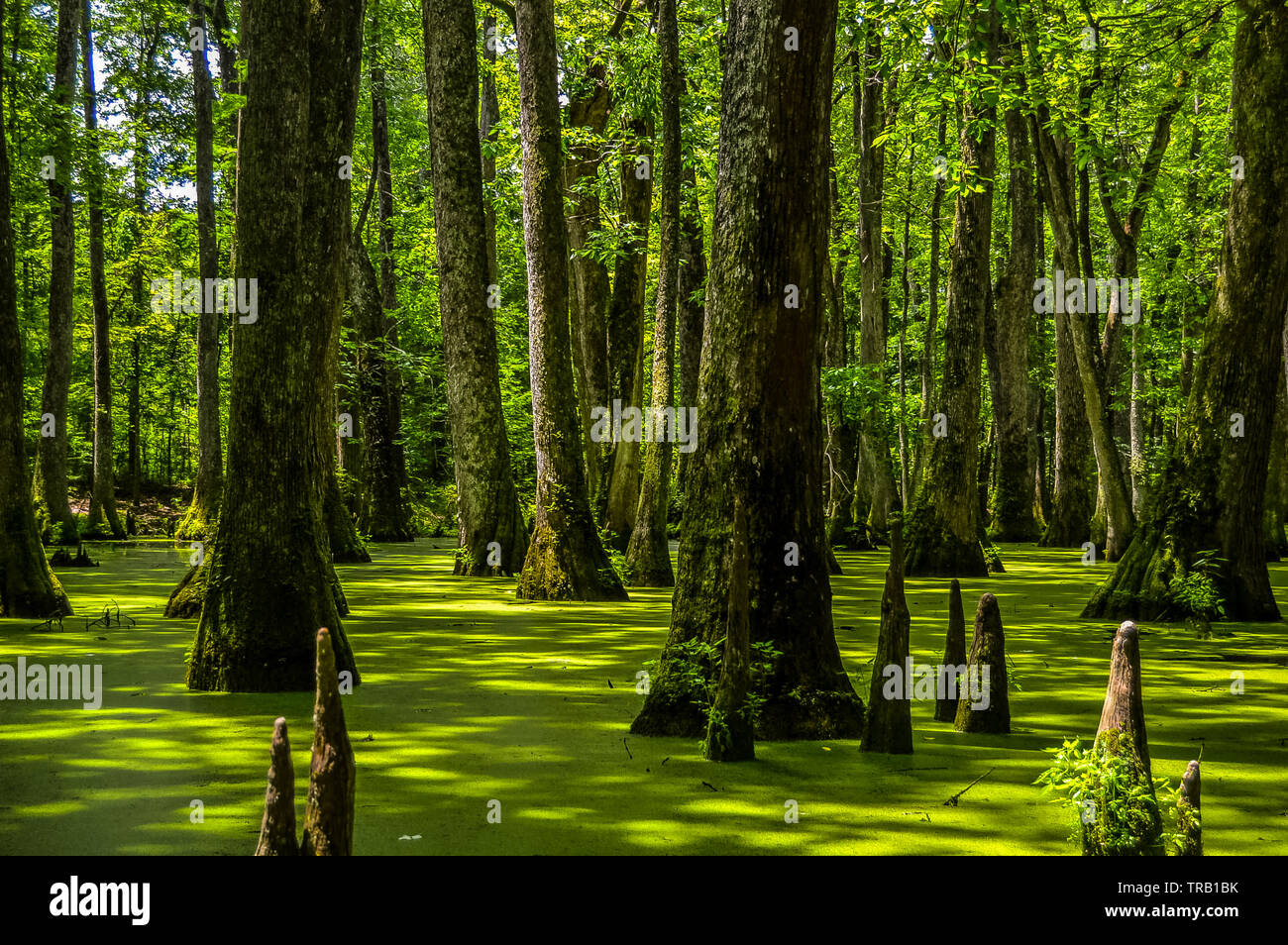 Big cypress swamp national preserve hi-res stock photography and images ...