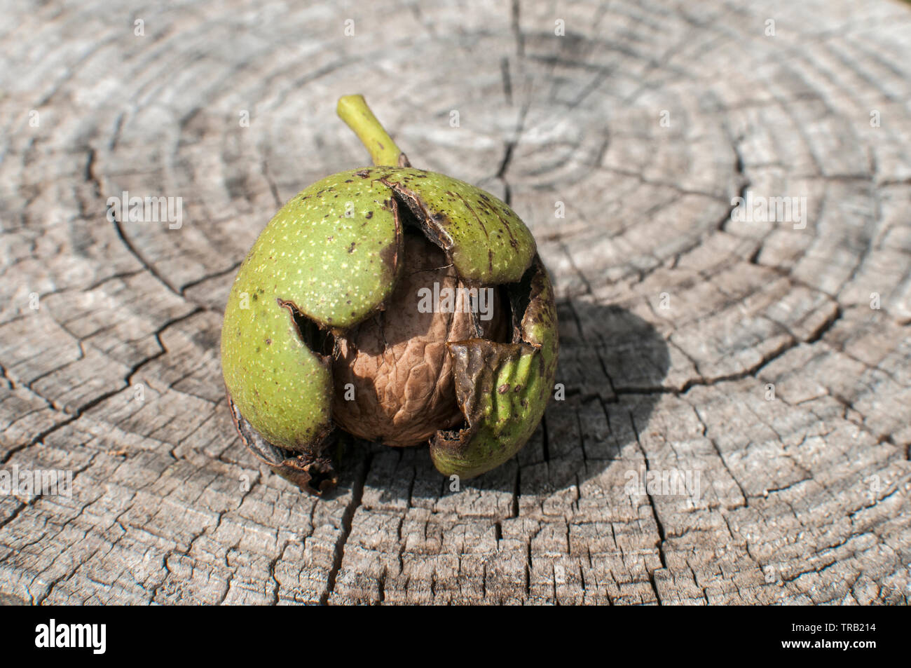 Walnut shell and its green husk closeup on cut wooden trunk background ...