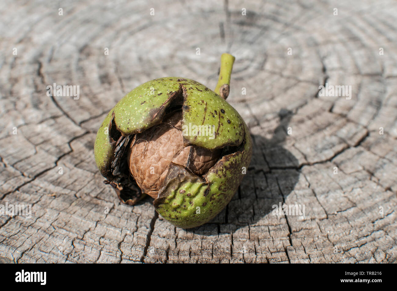 Walnut shell and its green husk closeup on cut wooden trunk background ...
