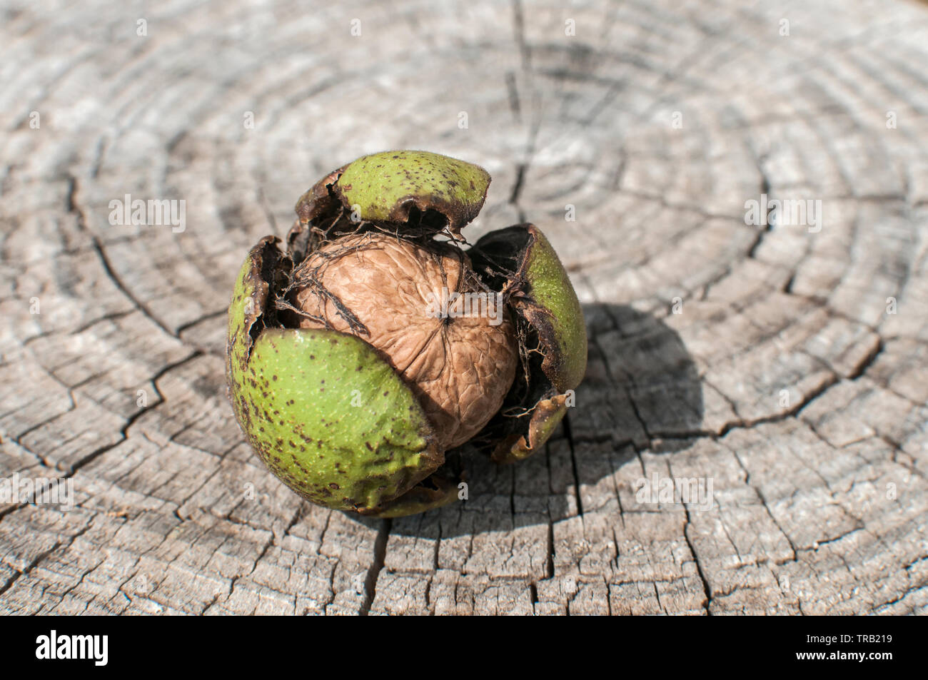 Walnut shell and its green husk closeup on cut wooden trunk background ...