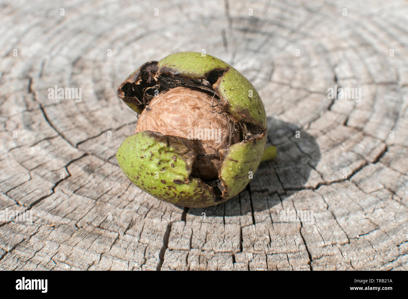 Walnut shell and its green husk closeup on cut wooden trunk background ...