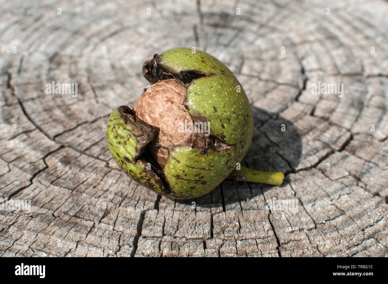 Walnut shell and its green husk closeup on cut wooden trunk background ...