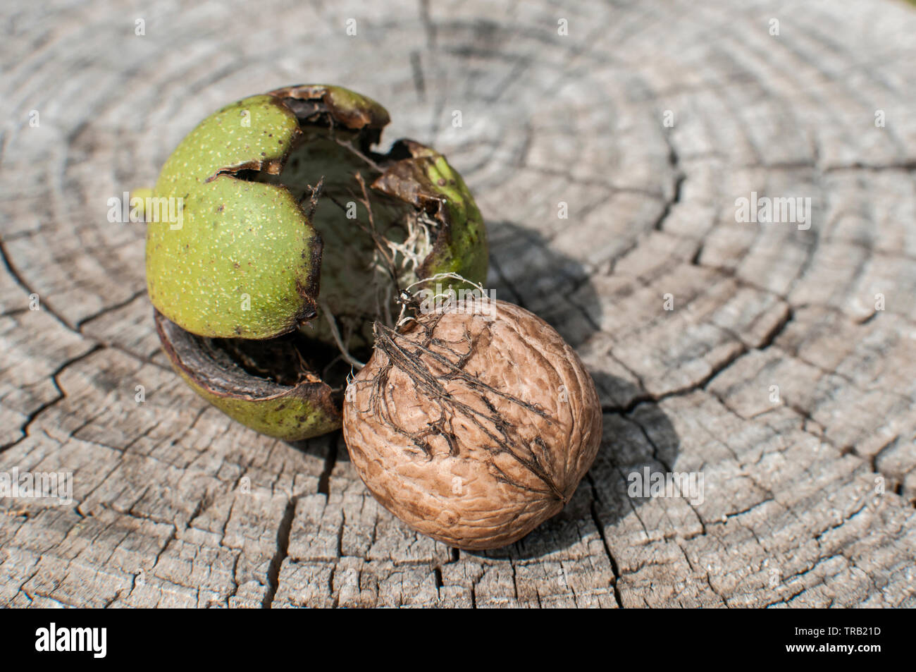Walnut shell and its green husk closeup on cut wooden trunk background ...