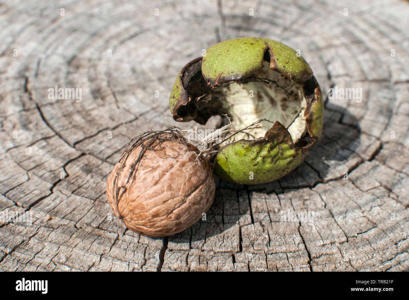 Walnut shell and its green husk closeup on cut wooden trunk background ...