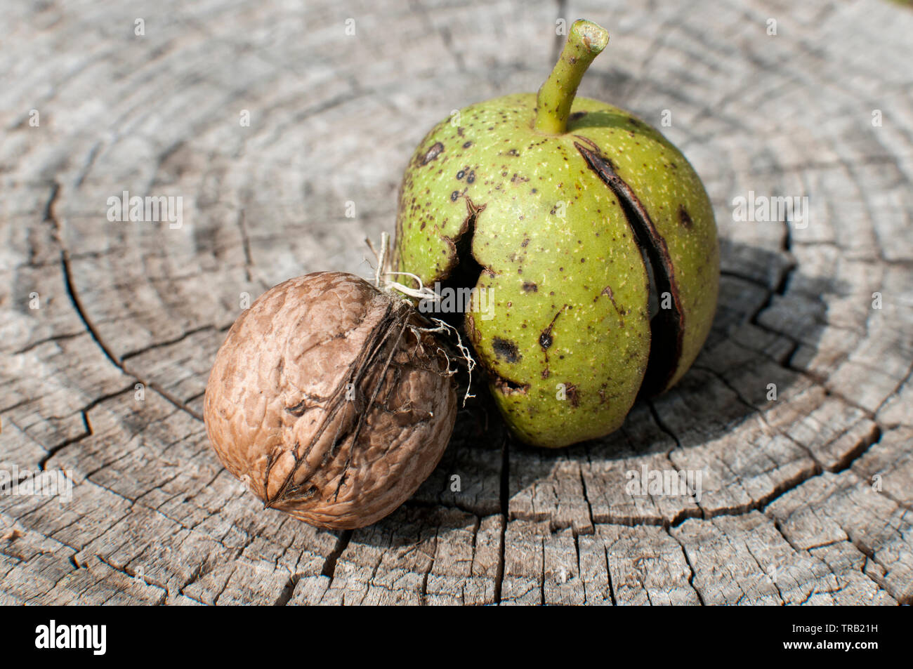 Walnut shell and its green husk closeup on cut wooden trunk background ...
