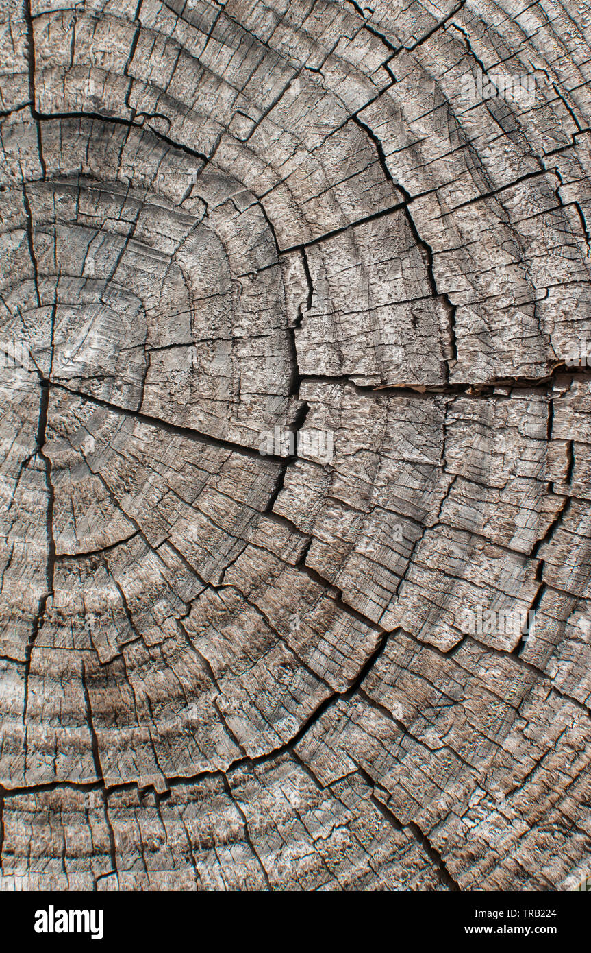 Tree cut log surface closeup as wooden background Stock Photo - Alamy