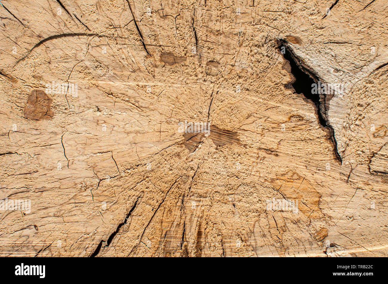 Tree cut log surface closeup as wooden background Stock Photo - Alamy
