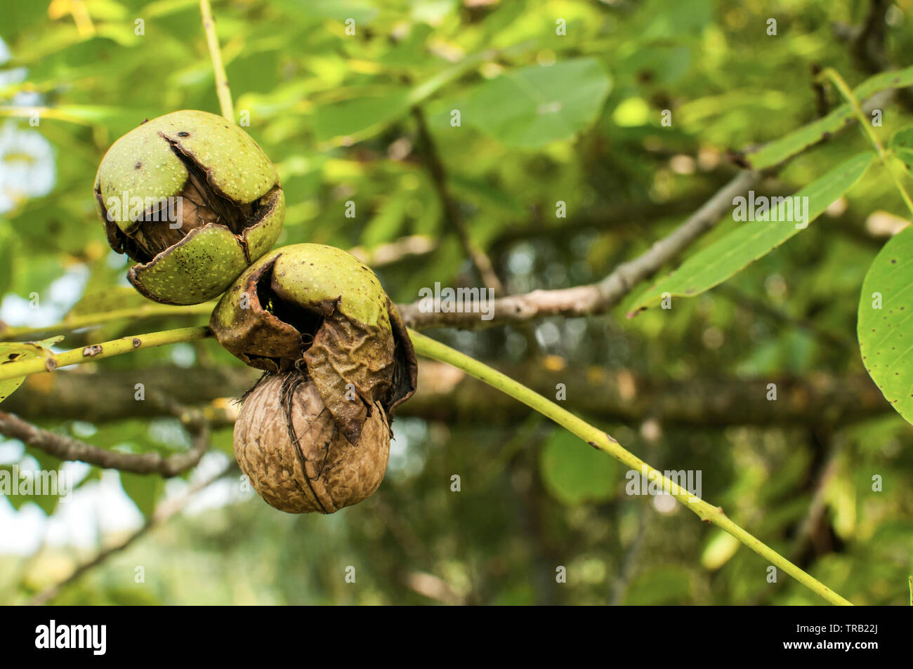 Walnut shell and its green husk closeup on tree branch background Stock ...