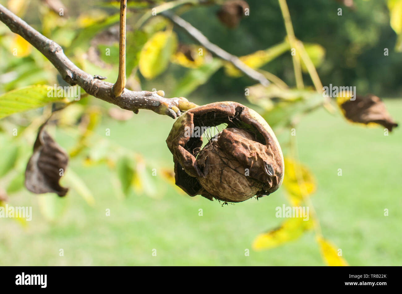 Walnut shell and its green husk closeup on tree branch background Stock ...