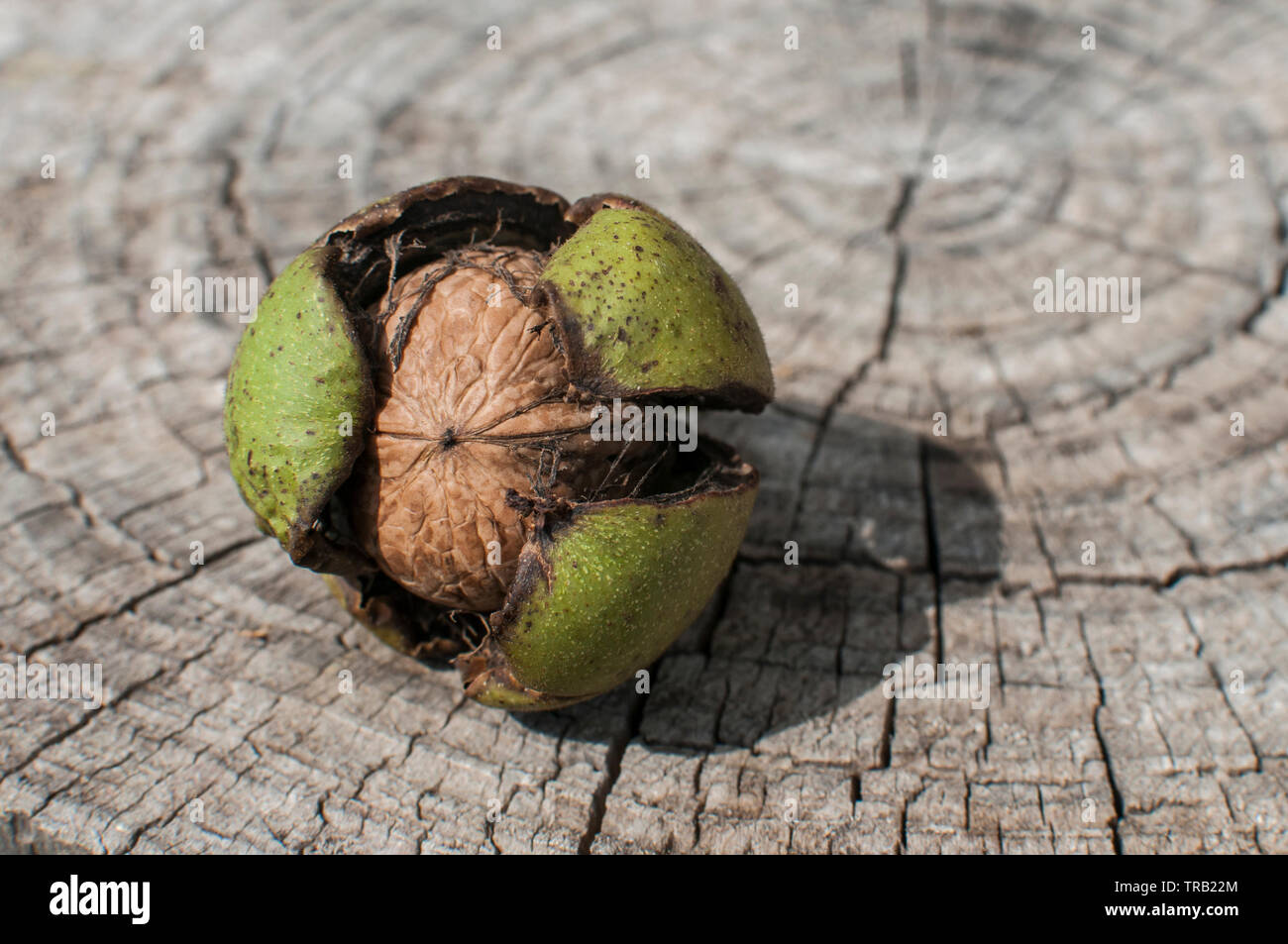 Walnut shell and its green husk closeup on cut wooden trunk background ...