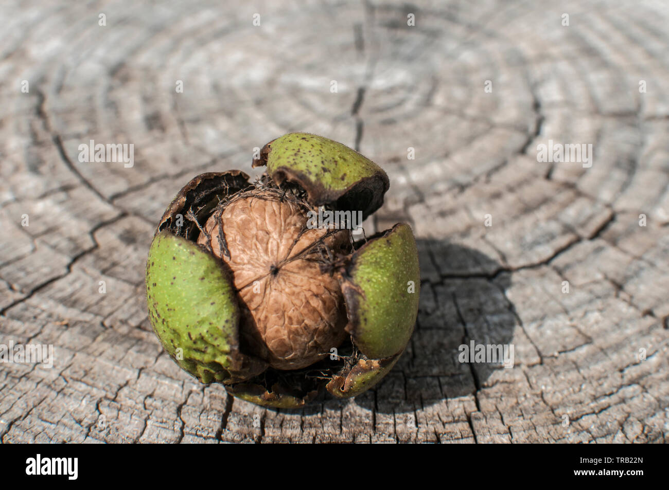 Walnut shell and its green husk closeup on cut wooden trunk background ...