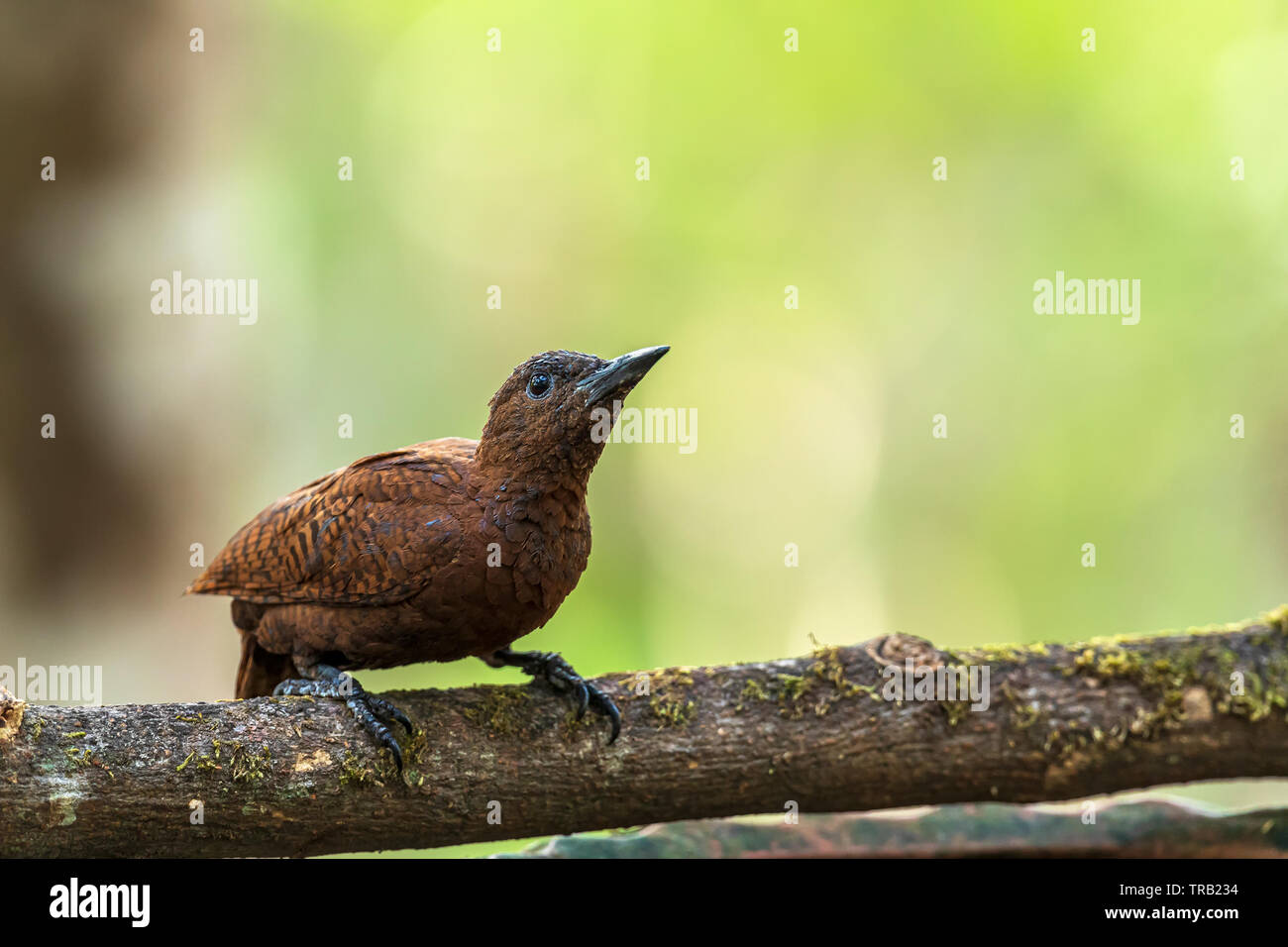 Wild Birds of India Stock Photo - Alamy
