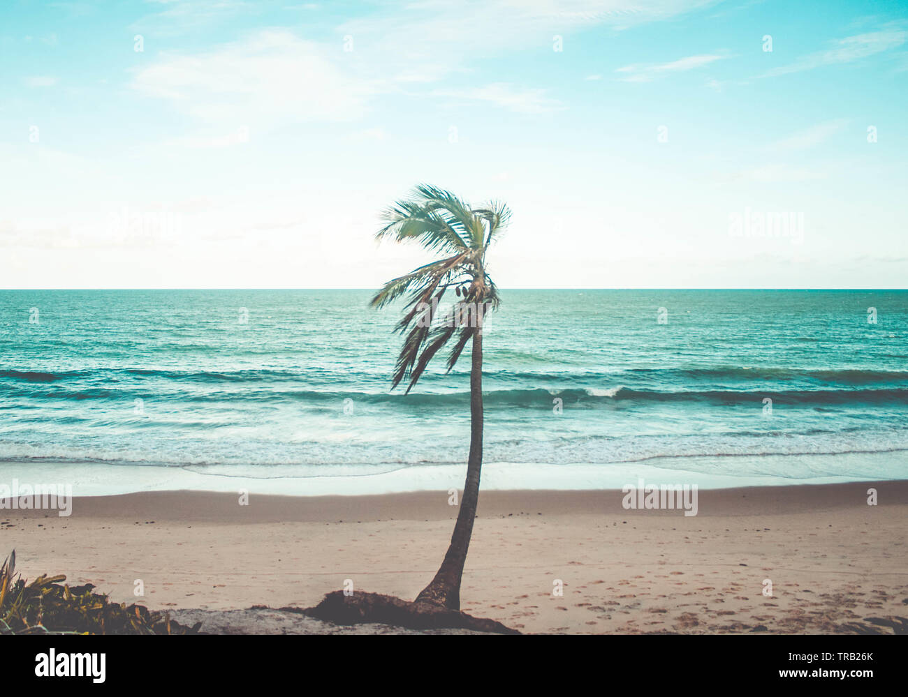 Tropical coconut tree curved because of the wind on the beach Stock ...