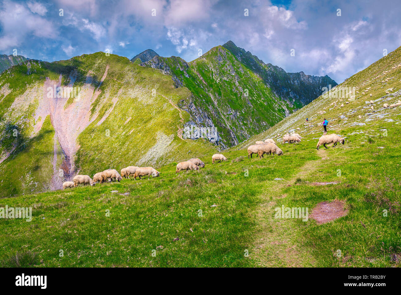 Herd of sheep on the steep slope and spectacular mountains in ...