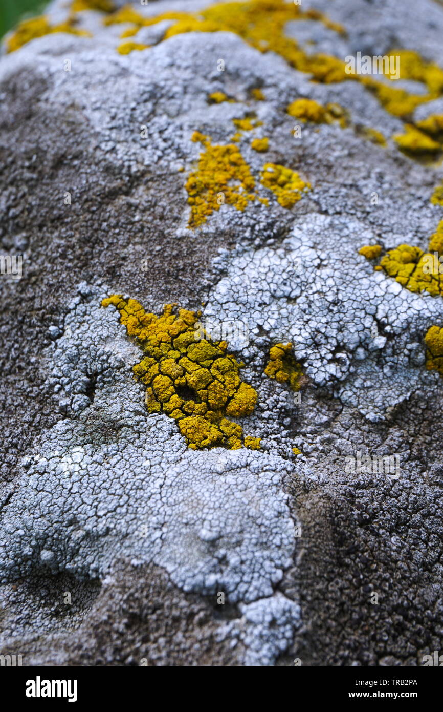 Stones with lichens and plants hi-res stock photography and images - Alamy