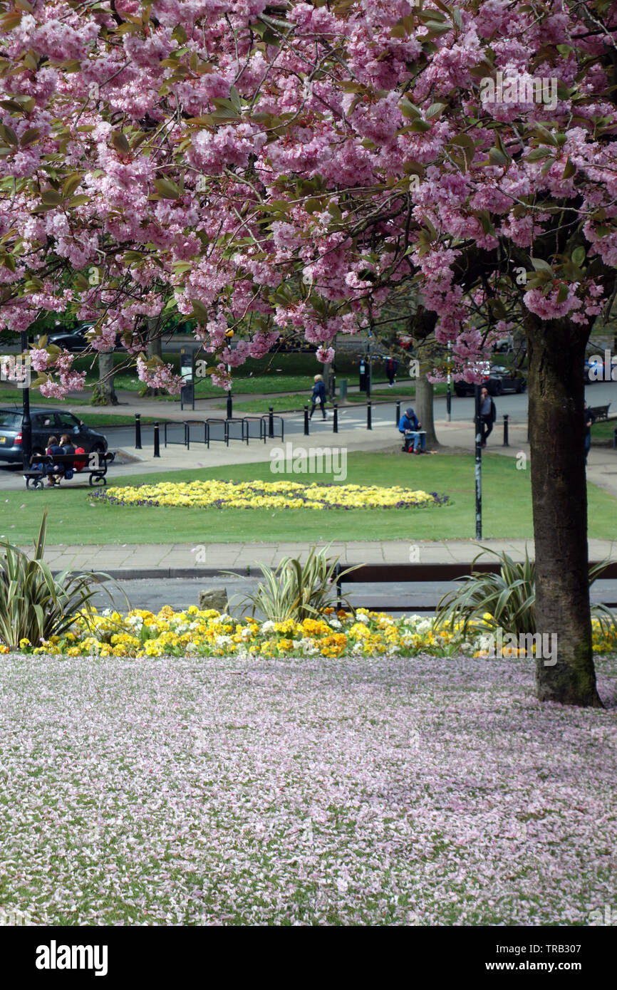 Cherry Blossom Tree (Prunus serrulate) on Montpellier Hill in the Spa ...