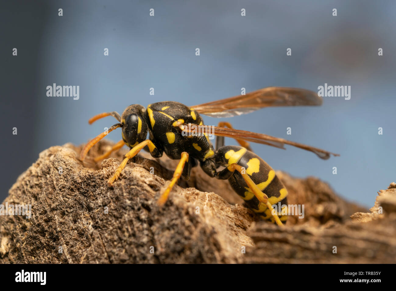 Small brown paper wasps hi-res stock photography and images - Alamy