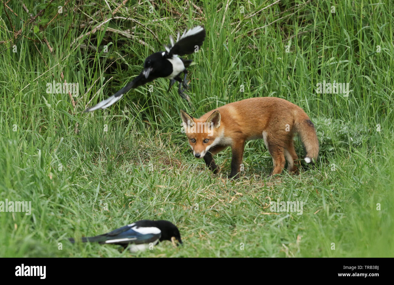 Magpie and red fox hi-res stock photography and images - Alamy